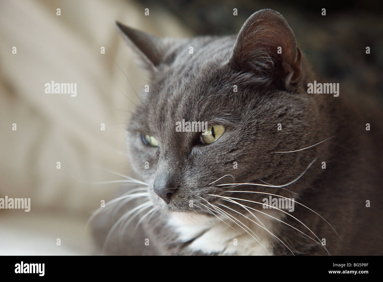Grey gray color colour hi-res stock photography and images - Alamy