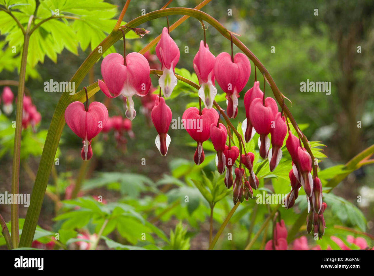 Dicentra spectabilis hi-res stock photography and images - Alamy