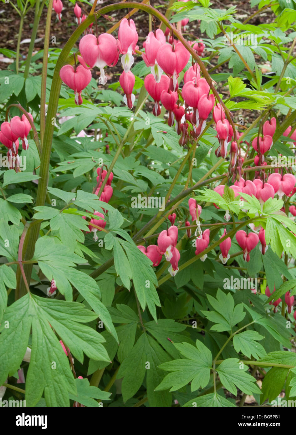 Dicentra spectabilis hi-res stock photography and images - Alamy