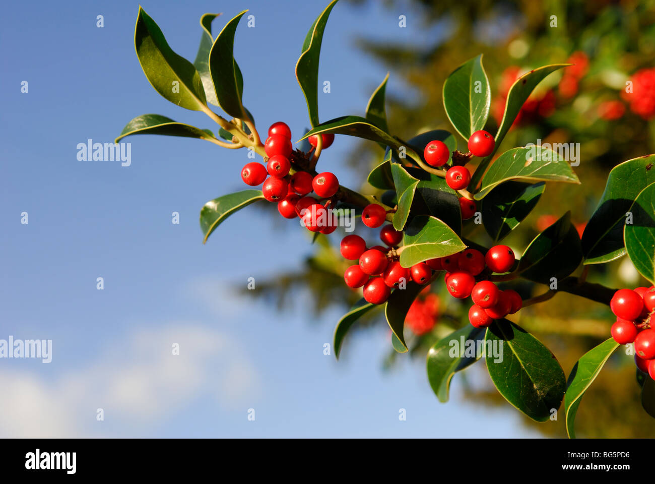 Common Holly Berries (llex aquifolium Stock Photo - Alamy