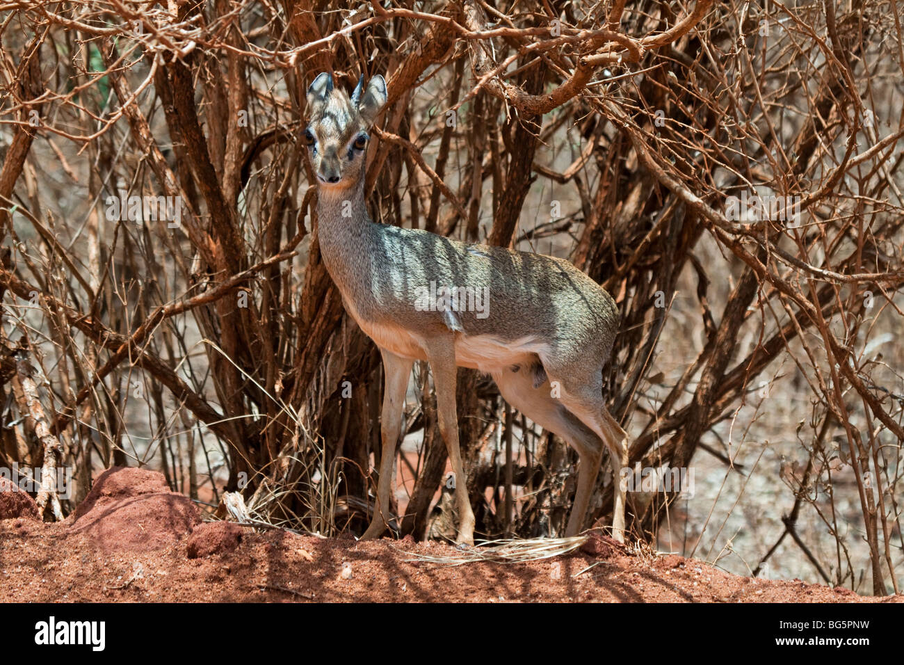 Small antelope Dik-dik under a bush Stock Photo - Alamy