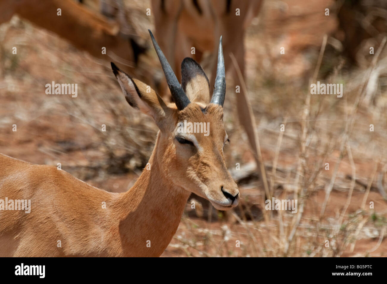 Portrait of a young Impala male with developing horns Stock Photo - Alamy