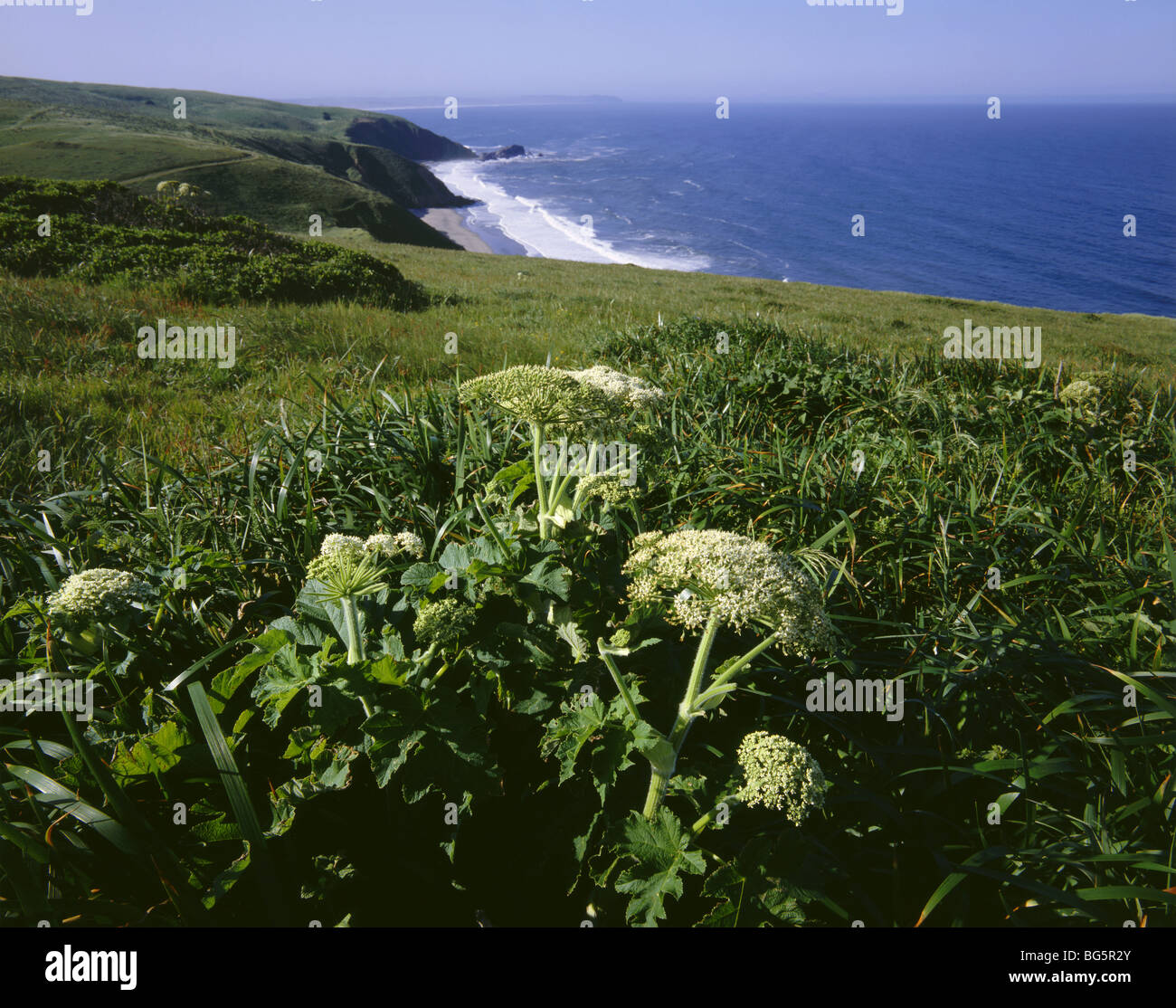 CALIFORNIA - Cow parsnip, (Heracleum lanatum),growing on Tomales Point ...