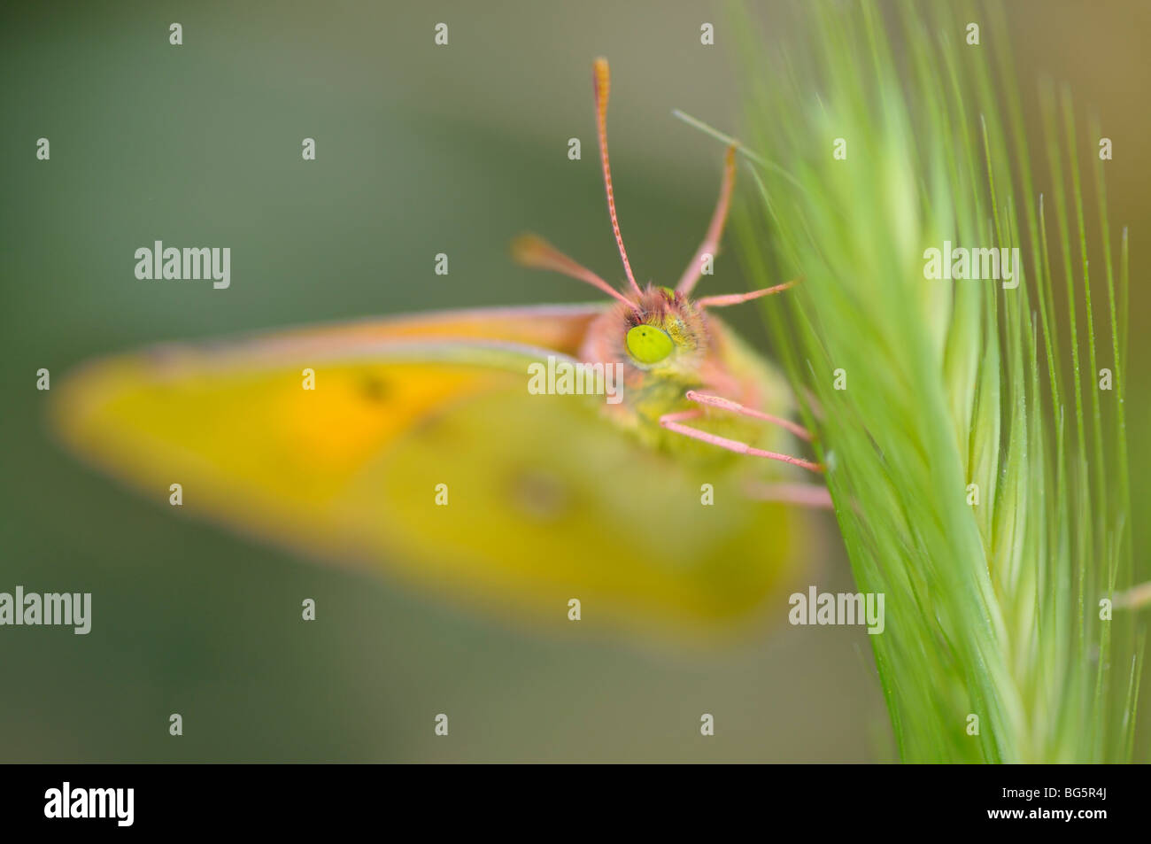 Image of colias Stock Photo - Alamy