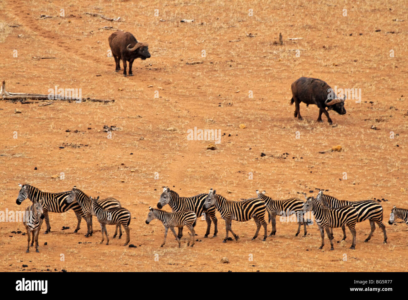 Large group african buffaloes hi-res stock photography and images - Alamy