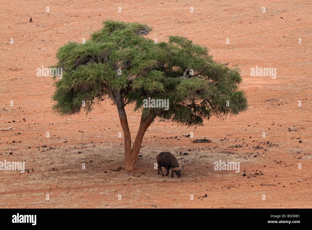 One buffalo under a tree in National park Tsavo East in Kenya Stock ...