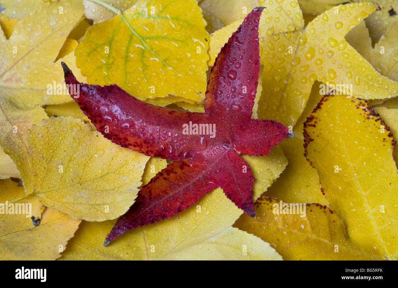 Seasonal leafs hi-res stock photography and images - Alamy