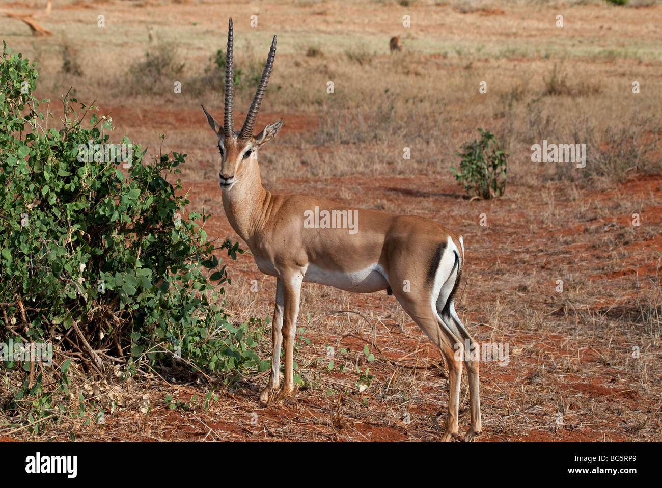 Grant-Gazelle in National park Tsavo East in Kenya Stock Photo - Alamy
