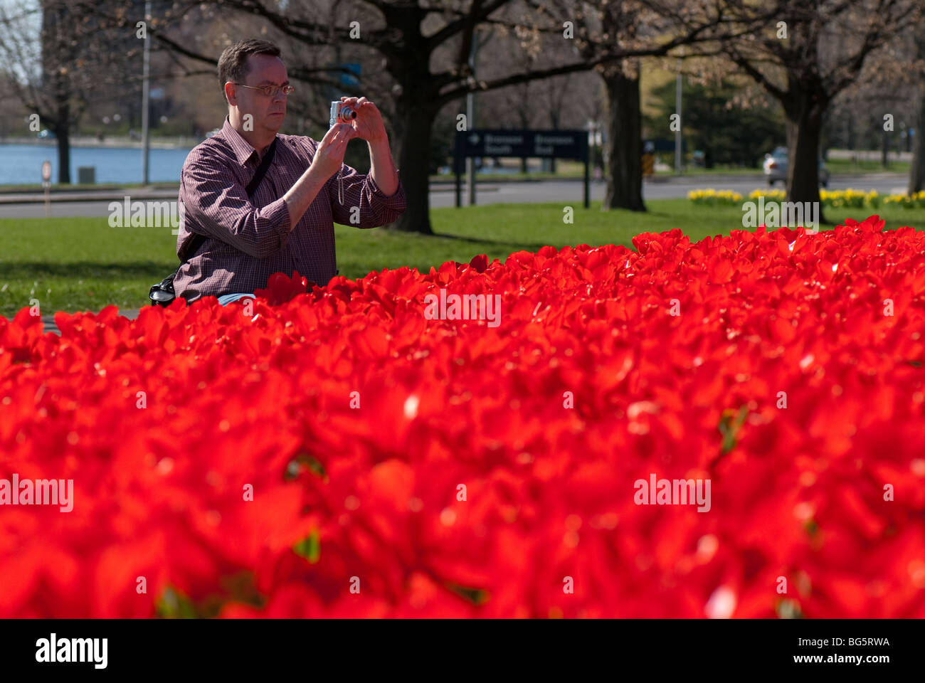 Amateur photographer taking picture of red Tulips using a consumer P&S ...