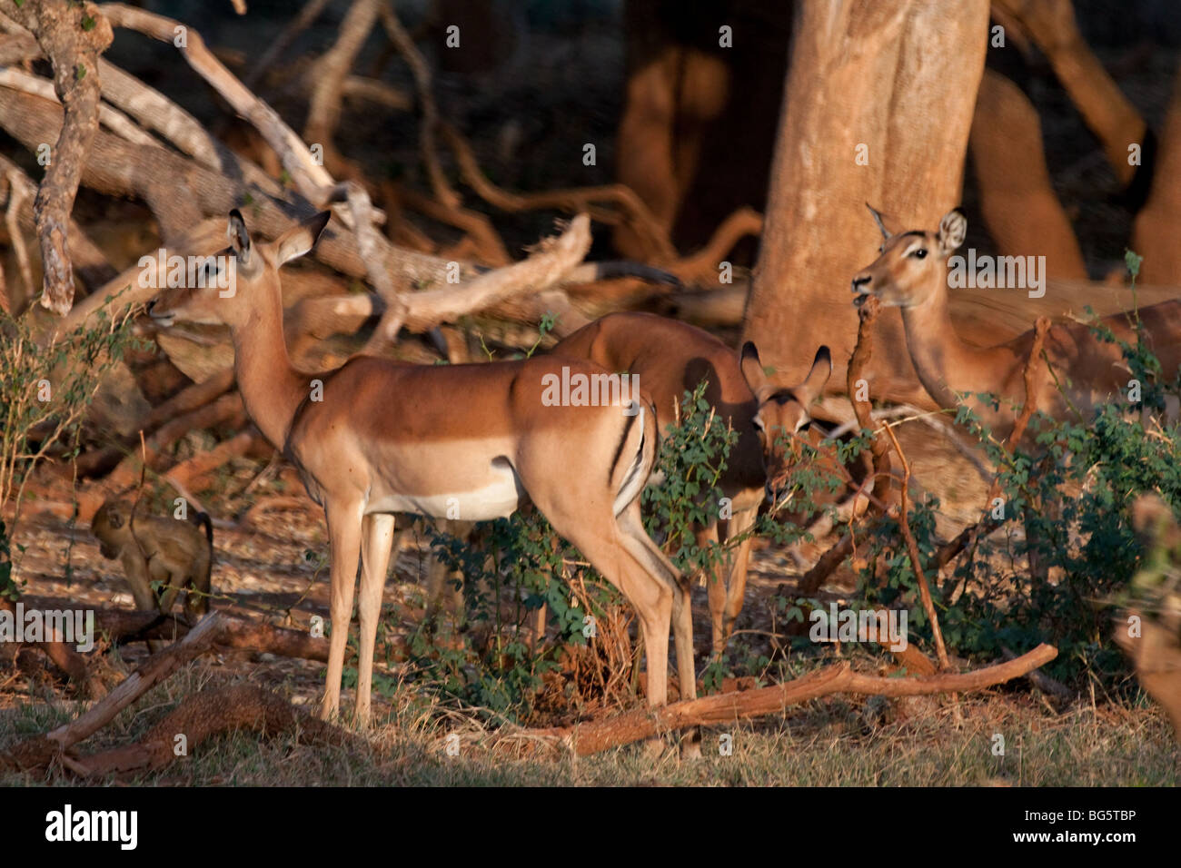 Antelope Impala in National park Tsavo East in Kenya Stock Photo - Alamy