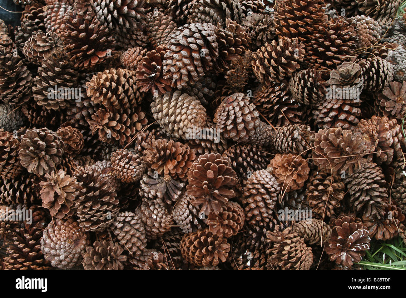 Pines seed hi-res stock photography and images - Alamy