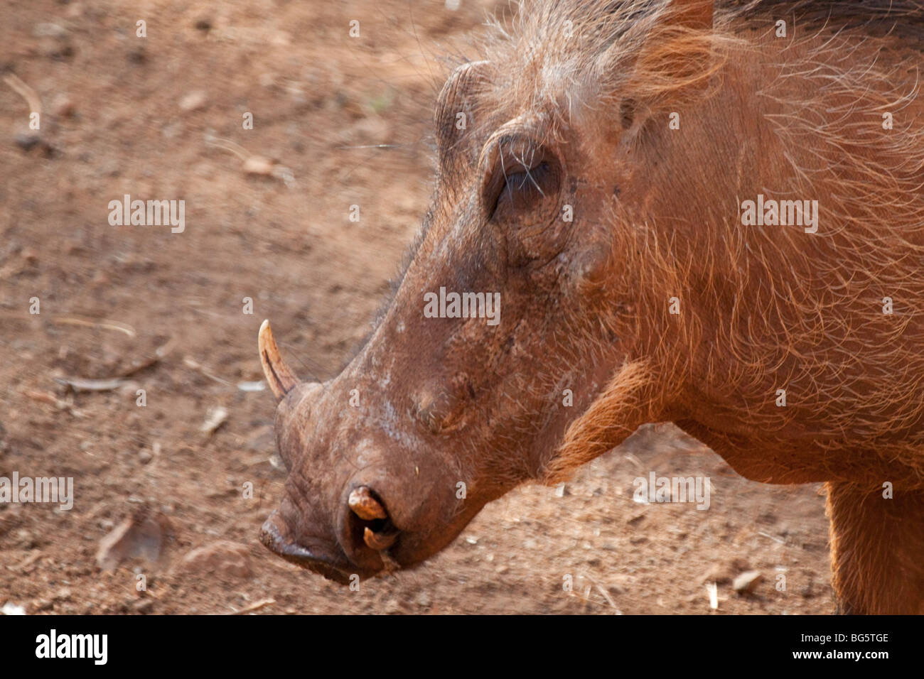 Warthog face hi-res stock photography and images - Alamy