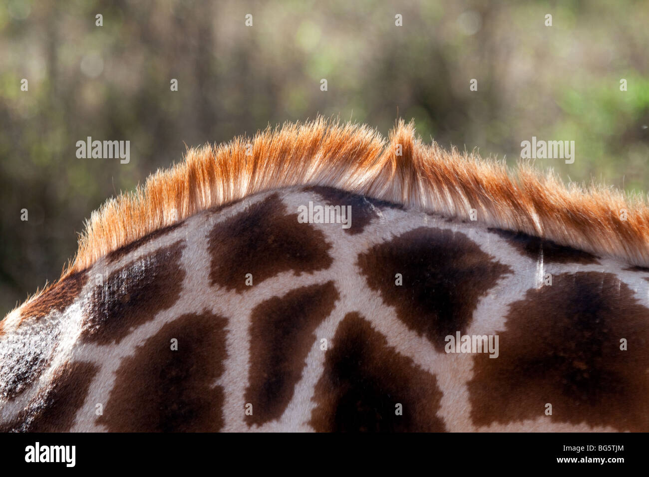 Close-up of giraffes neck Stock Photo - Alamy