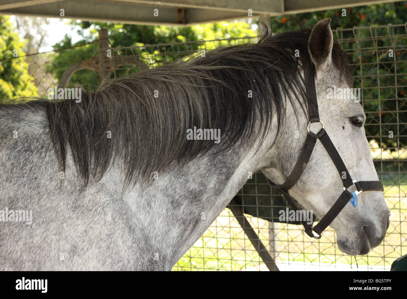 Half Body of A Horse Stock Photo - Alamy
