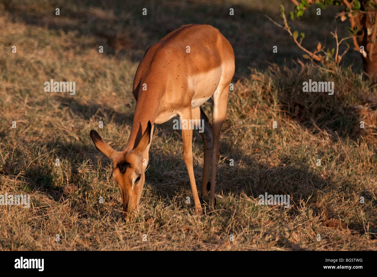 Close up female impala hi-res stock photography and images - Alamy
