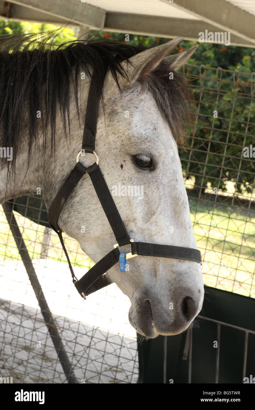 Andalusian horse foal hi-res stock photography and images - Alamy