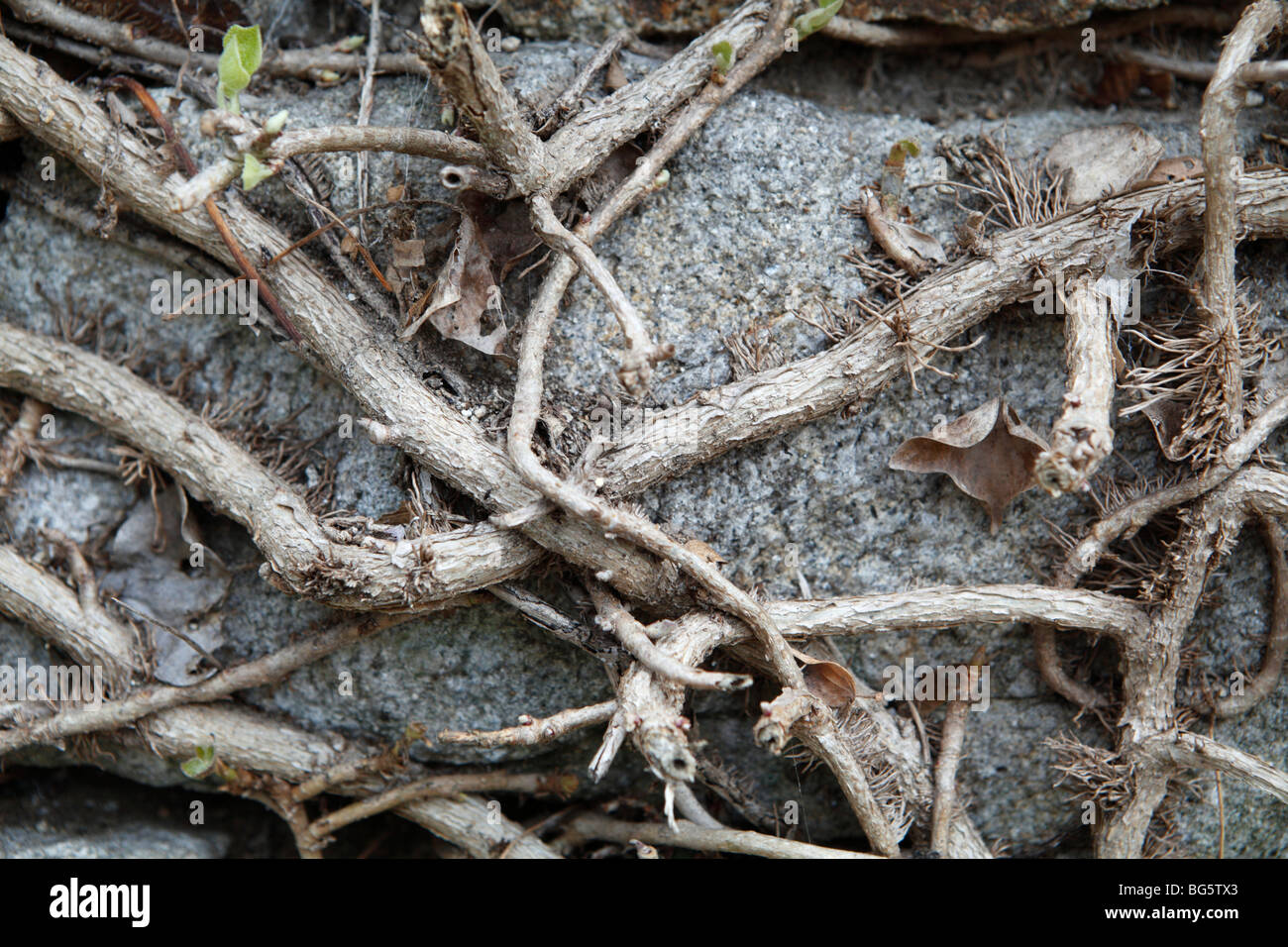 tangled branches of ivy on a wall of rock Stock Photo - Alamy