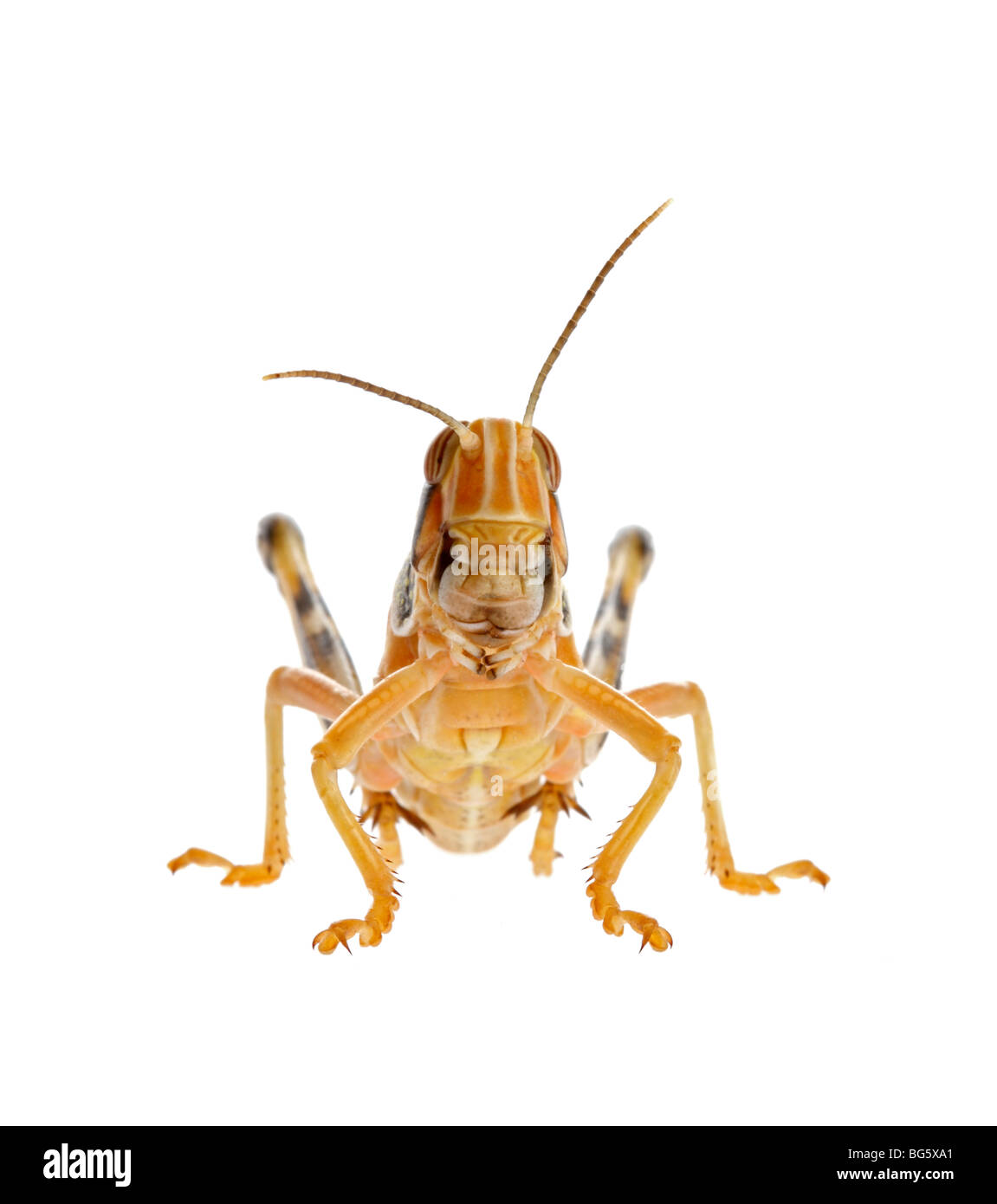 Locust Cut Out Stock Images & Pictures - Alamy