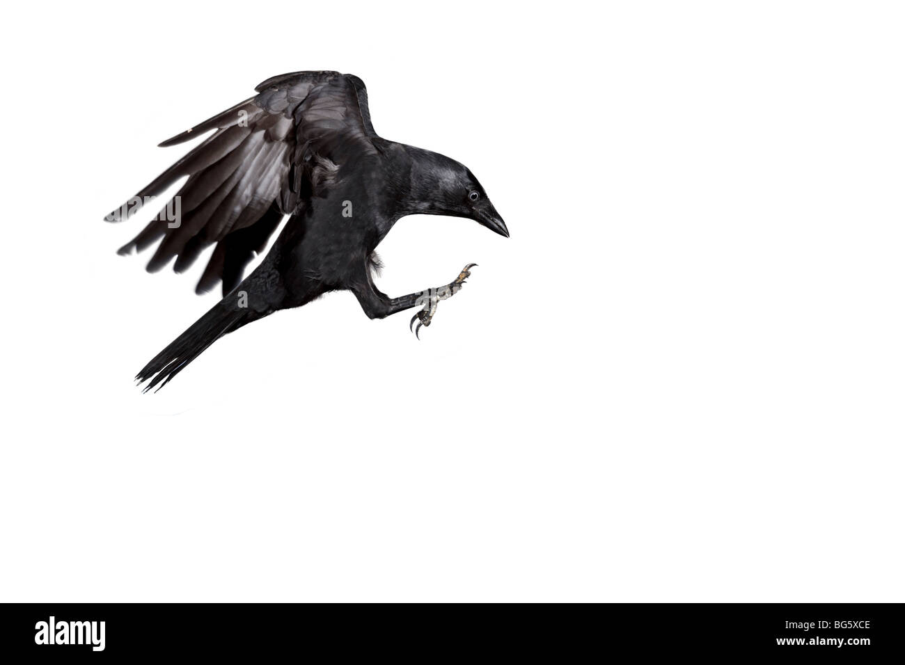 Jackdaw Corvus monedula in flight Stock Photo - Alamy