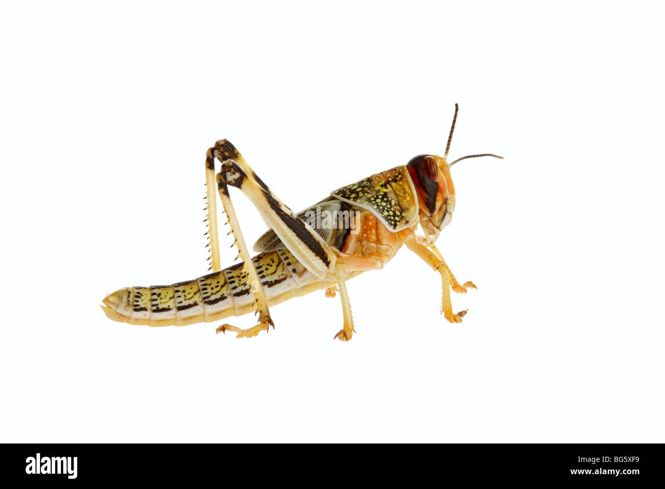 Locust hi-res stock photography and images - Alamy