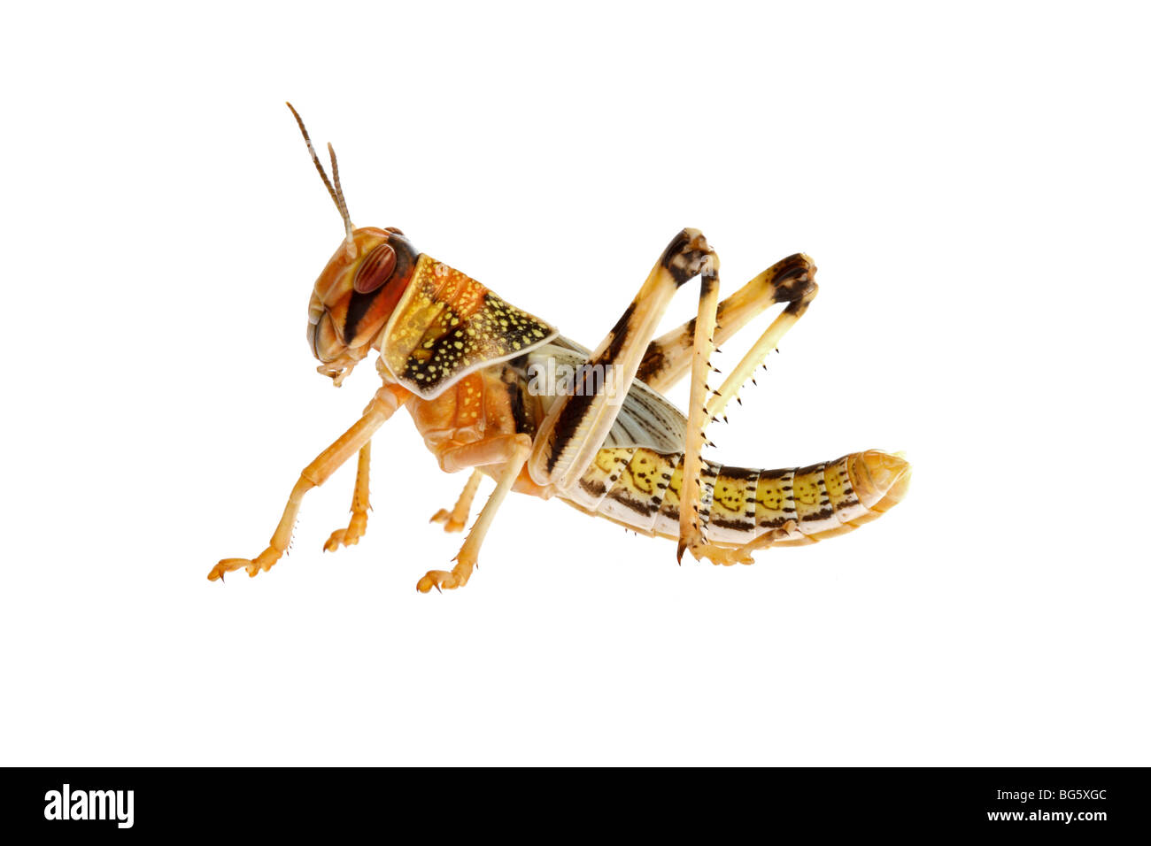 Locust Cut Out Stock Images & Pictures - Alamy