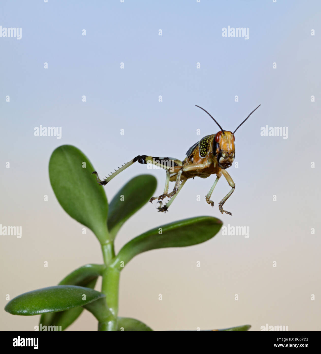 Locust Jumping Action high speed flash Stock Photo - Alamy