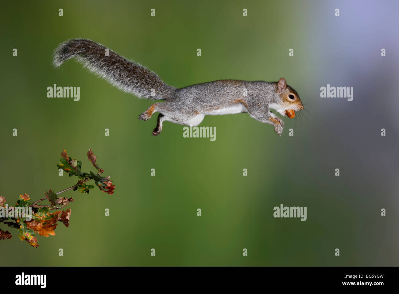 Grey Squirrel Sciurus carolinensis jumping gray Stock Photo - Alamy