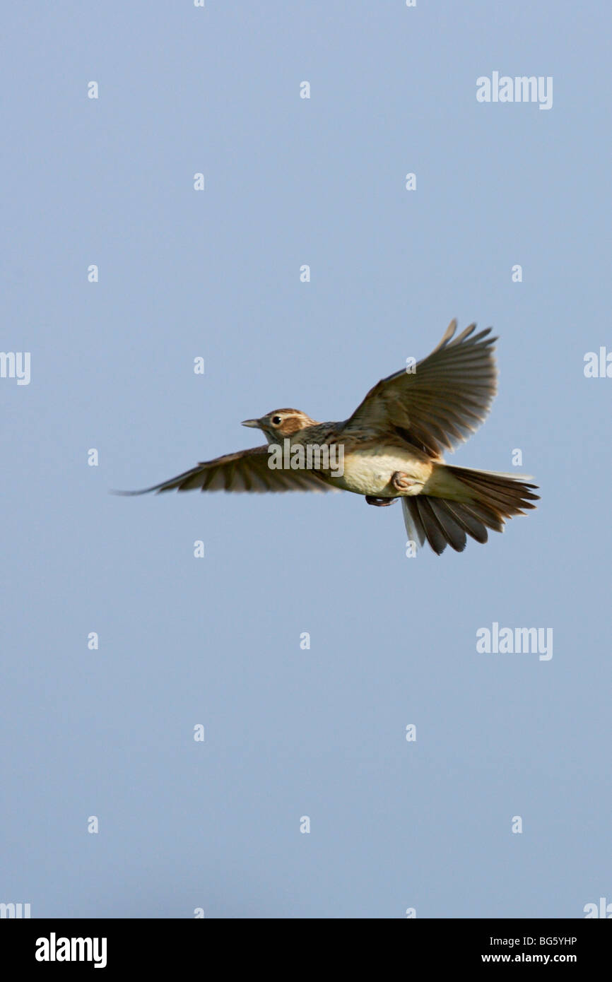 Skylark Alauda arvensis in flight Stock Photo - Alamy