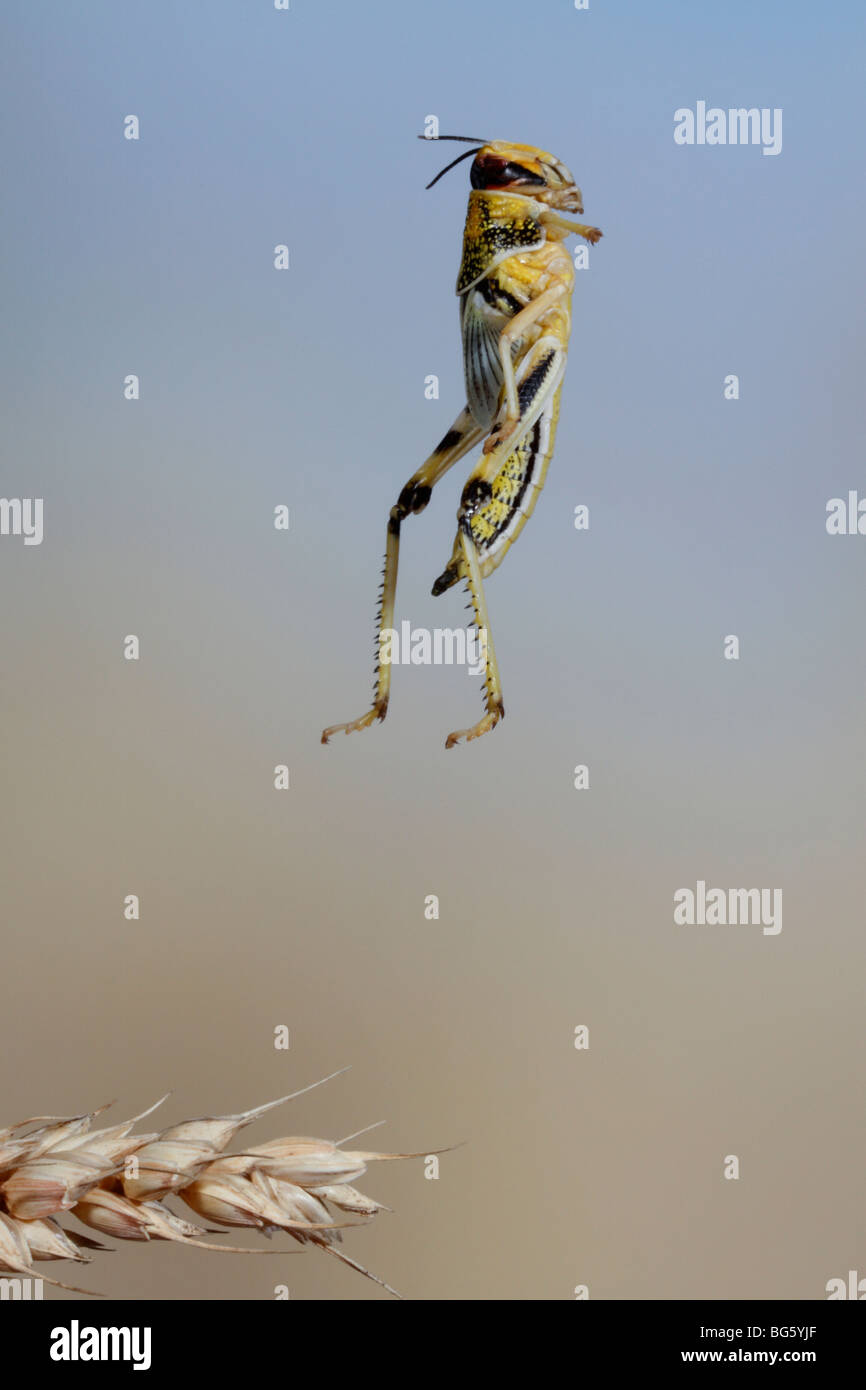 Jumping action hi-res stock photography and images - Alamy