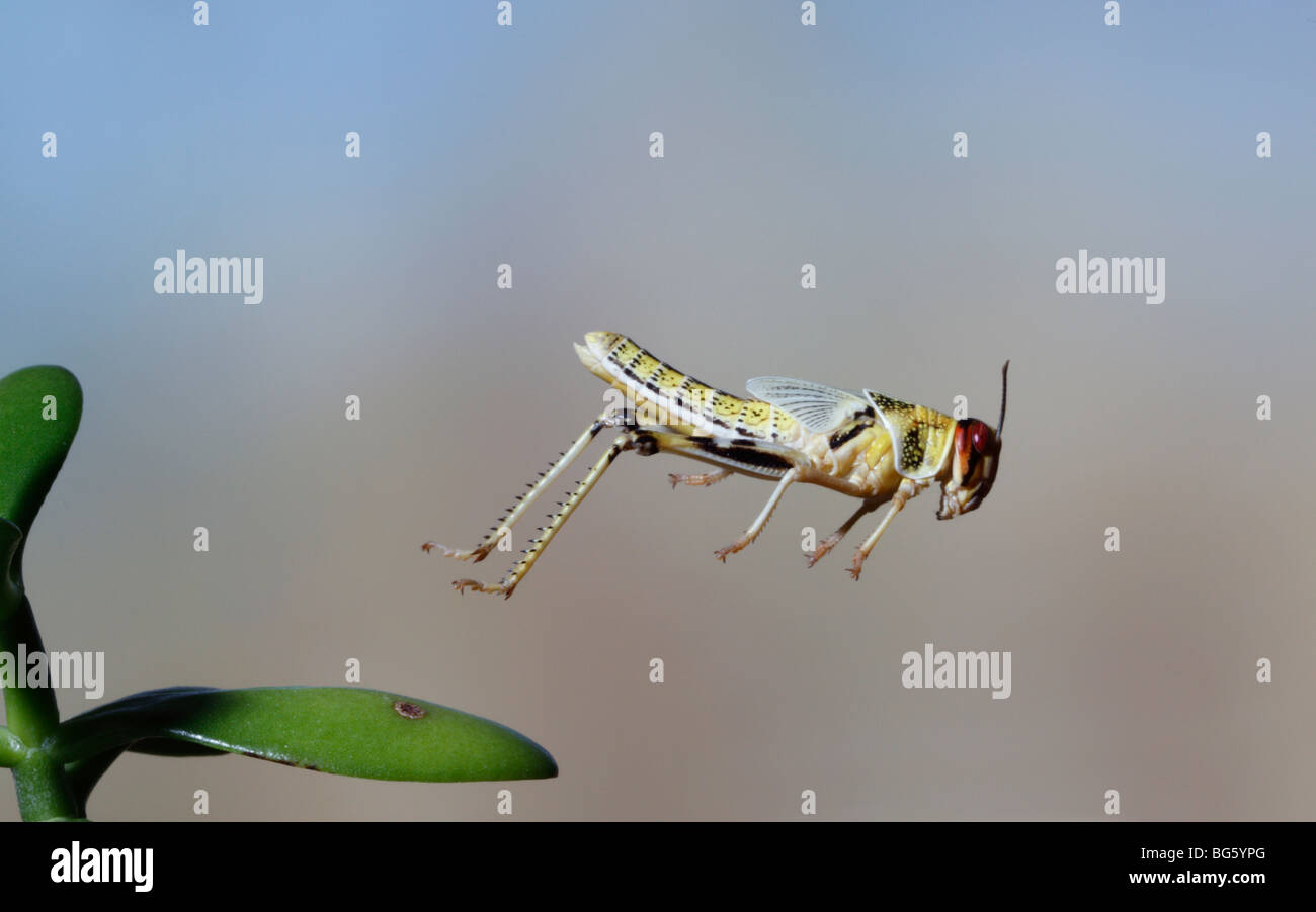 Locust Jumping action Stock Photo - Alamy