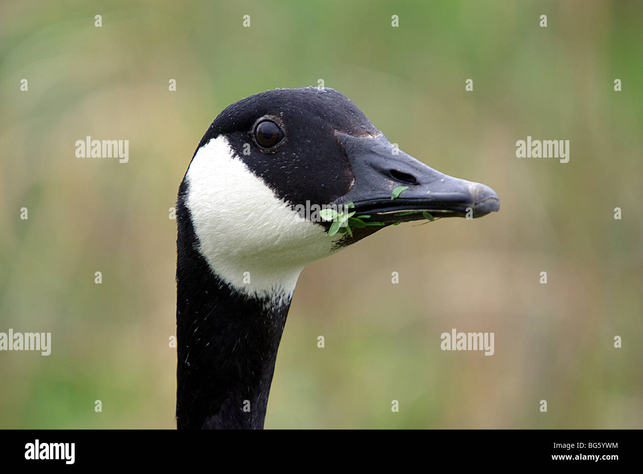 With raised head feathers hi-res stock photography and images - Alamy