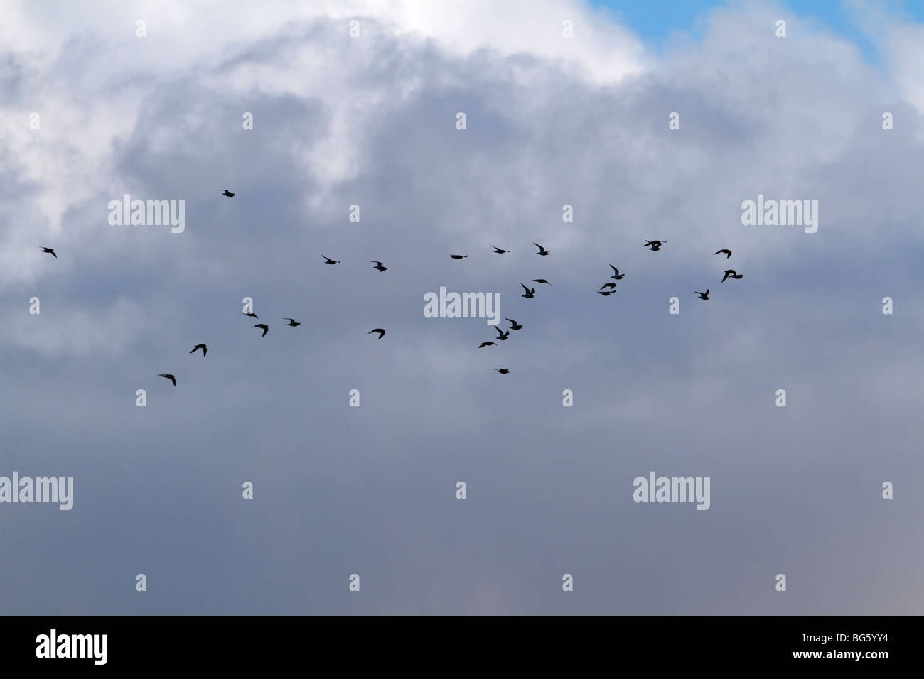 Golden plover in flight hi-res stock photography and images - Alamy