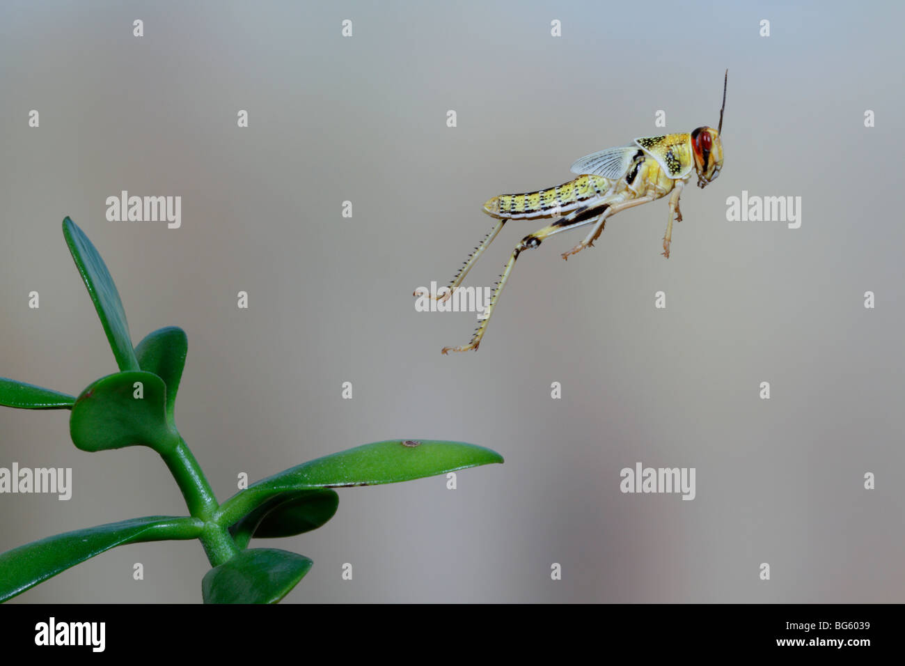 Jumping action hi-res stock photography and images - Alamy