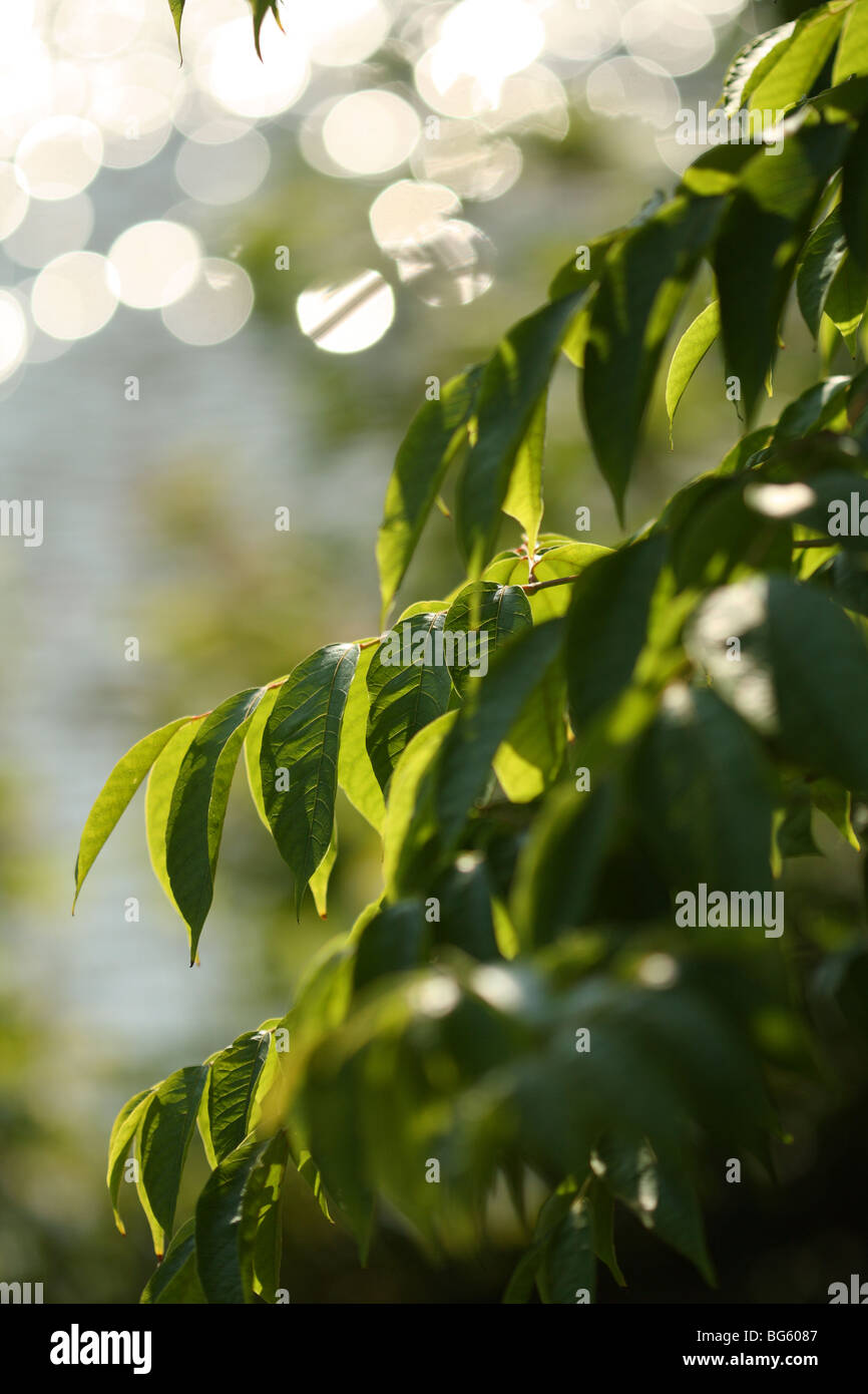 Back lit tree leaves at the National Botanic Garden of Belgium at Meise ...