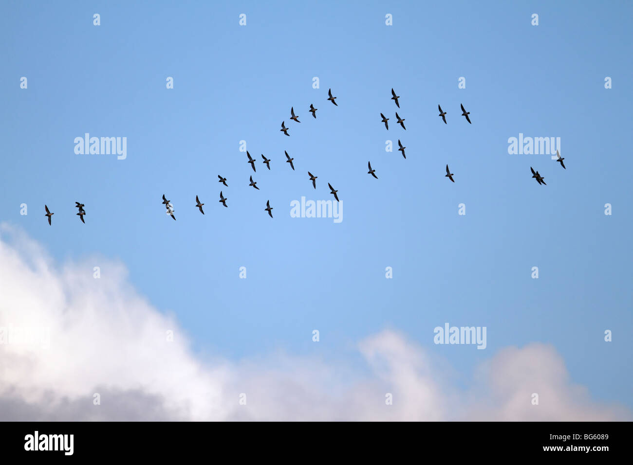 Golden plover in flight hi-res stock photography and images - Alamy