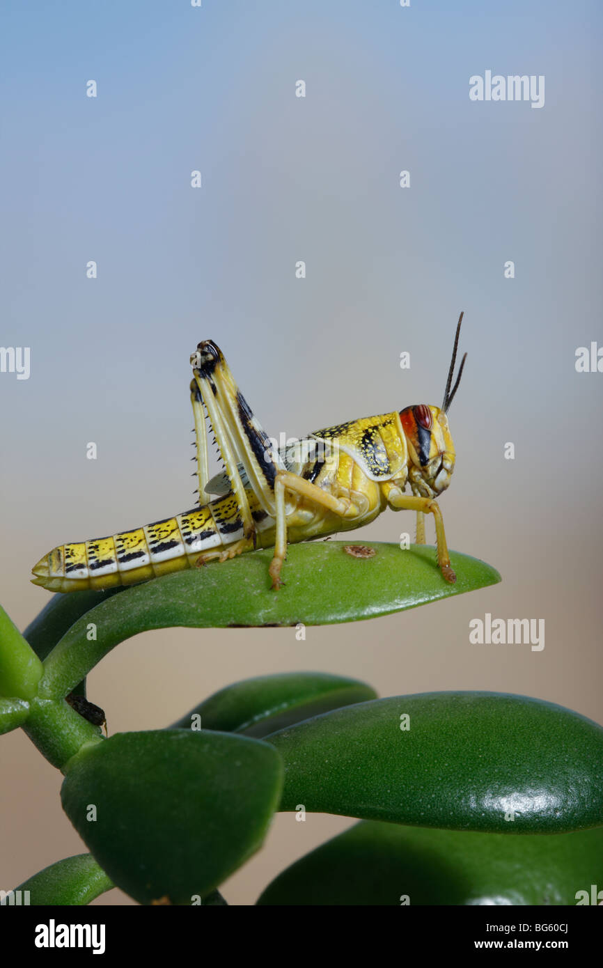 locust close up Stock Photo - Alamy