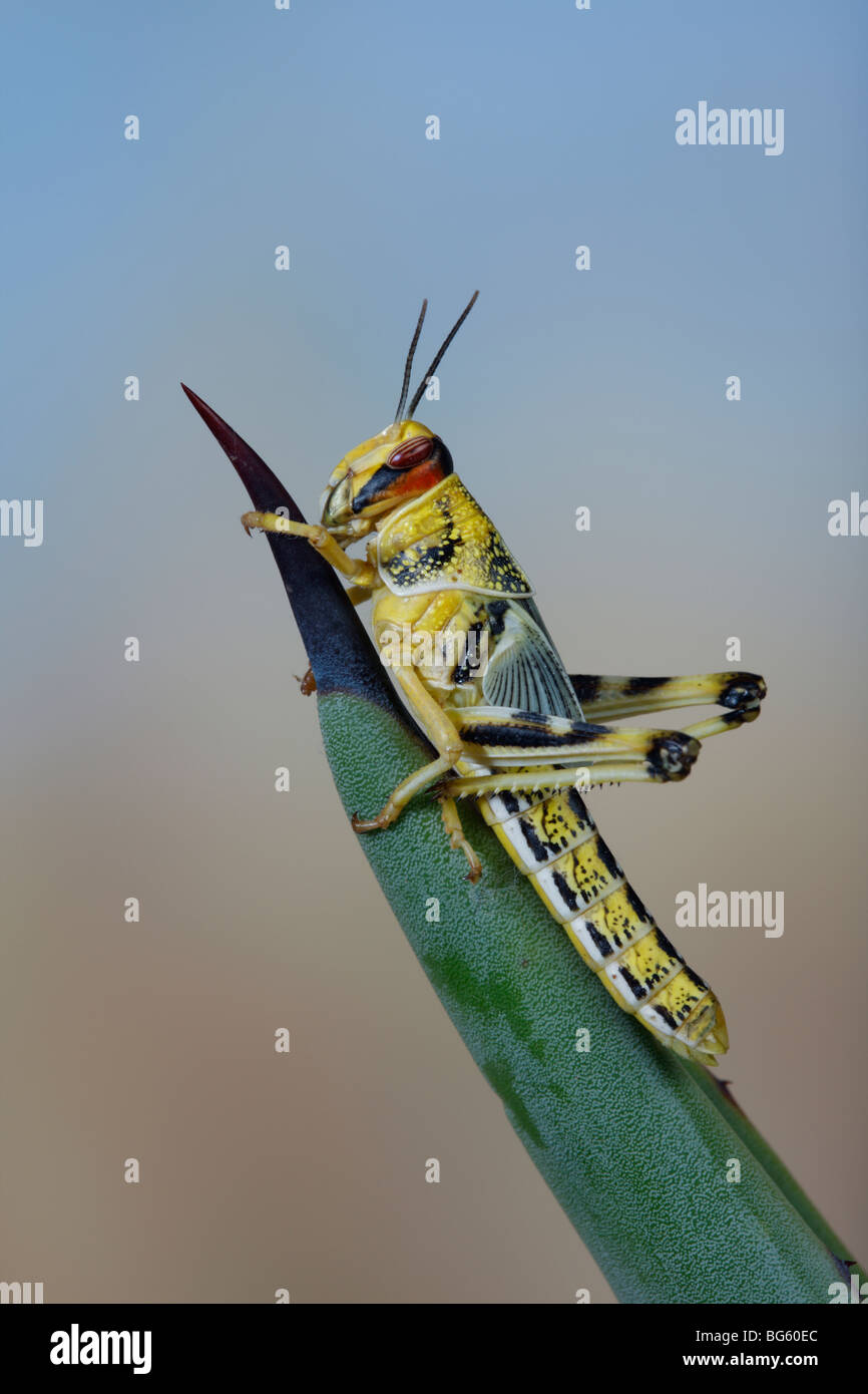 locust close up Stock Photo - Alamy