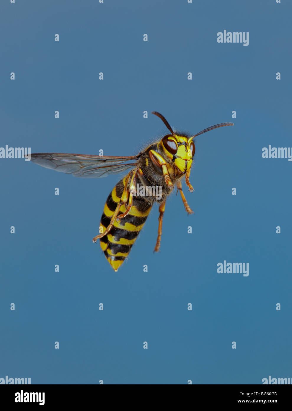 Wasp Stock Photos & Wasp Stock Images - Alamy
