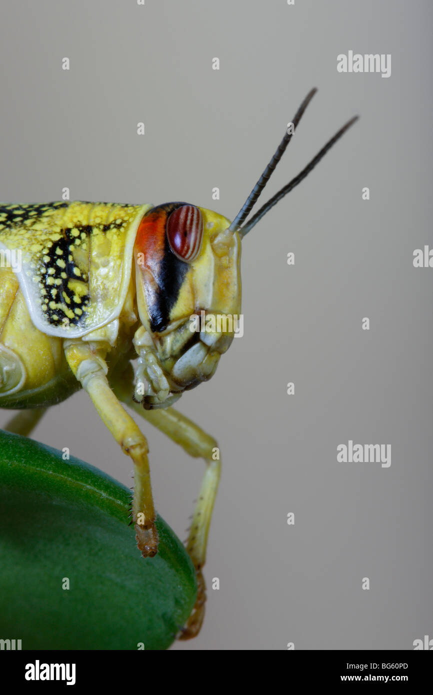 locust close up Stock Photo - Alamy
