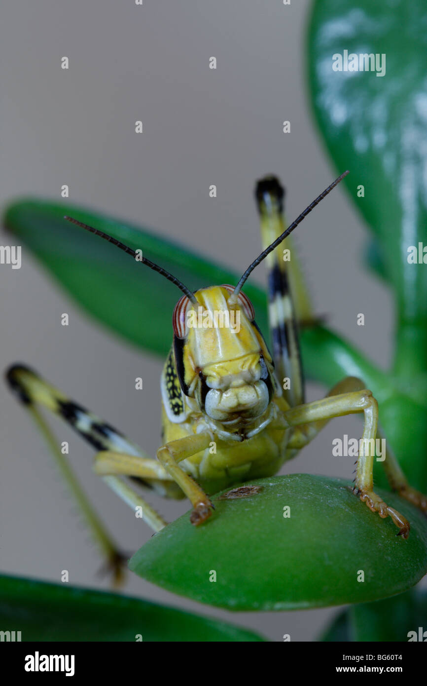 locust close up Stock Photo - Alamy