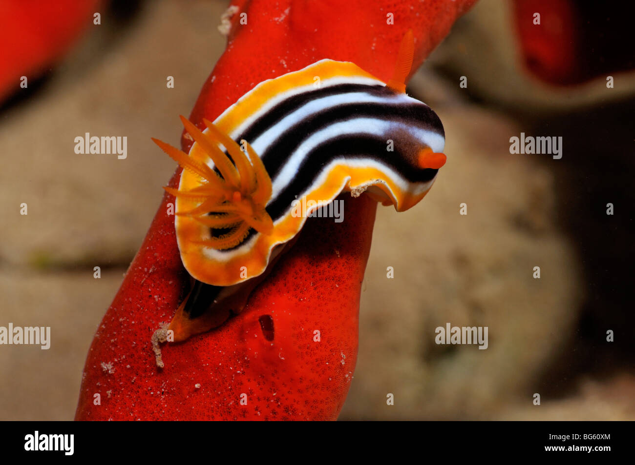 "Pyjama chromodorid", Chromodoris quadricolor, nudibranch on red sponge ...