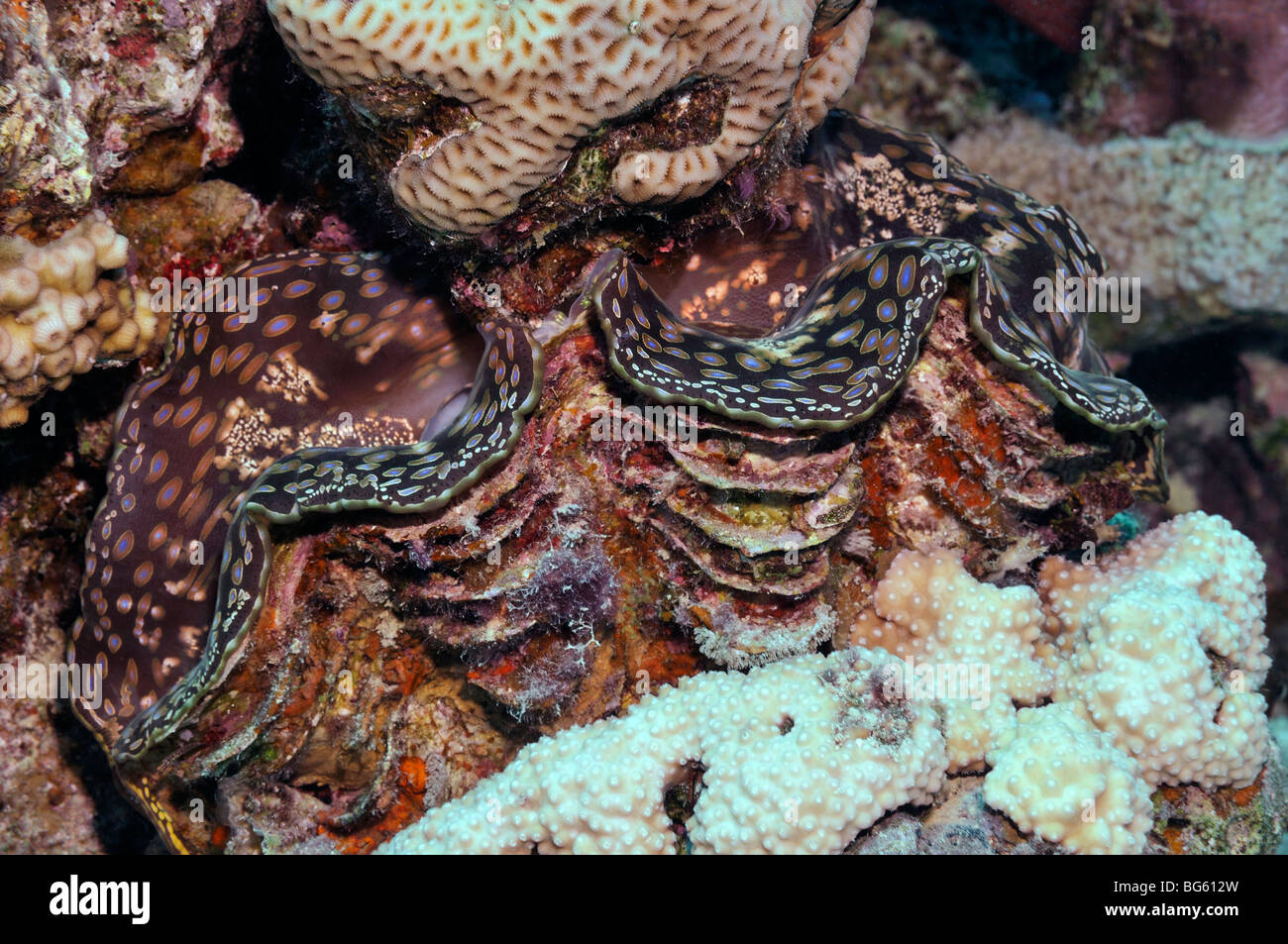 Fluted, scaled or Squamosa giant clam, Tridacna squamosa, in coral reef ...