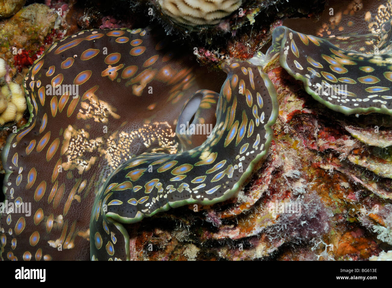 Fluted, scaled or Squamosa giant clam, Tridacna squamosa, in coral reef ...