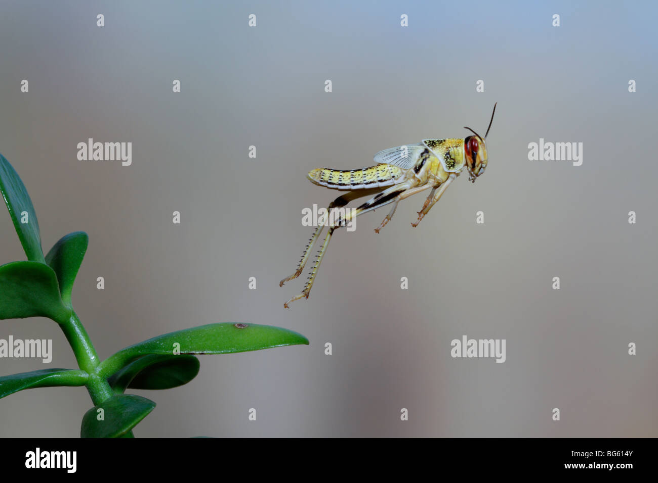 Locust High Resolution Stock Photography and Images - Alamy