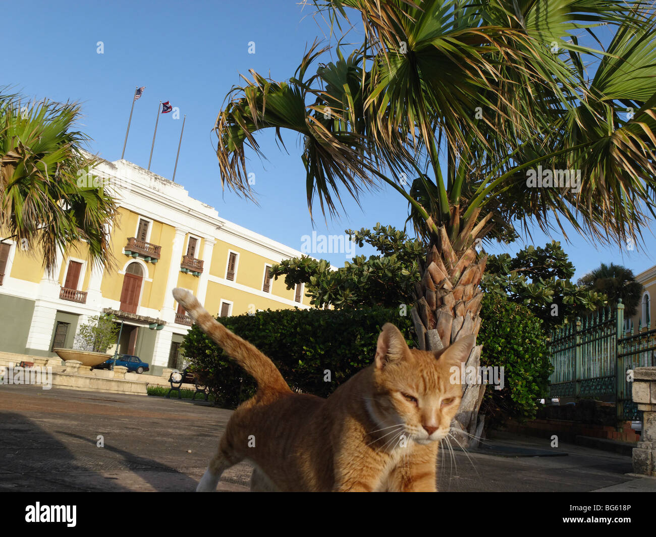 Low Angle View of a Cat Walking on a Street, Old San Juan, Puerto Rico ...