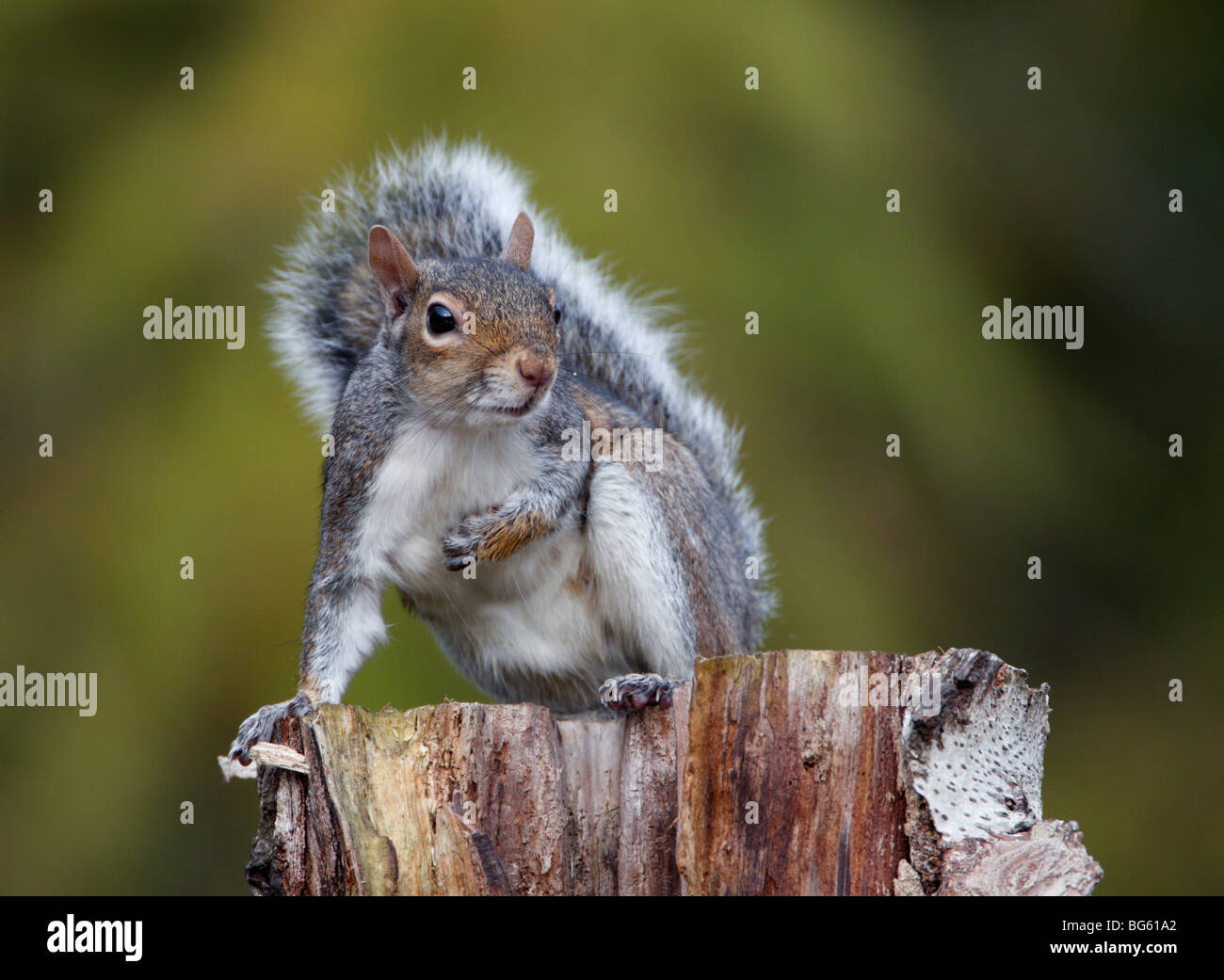 Squirrel log hi-res stock photography and images - Alamy