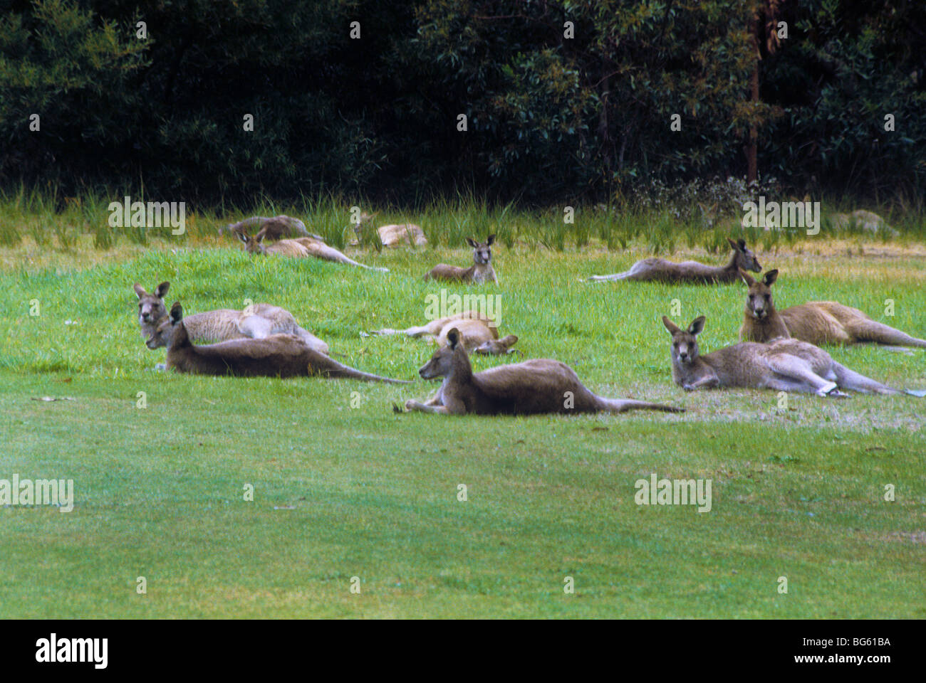 Australia Oz wild roo nature natural Stock Photo - Alamy
