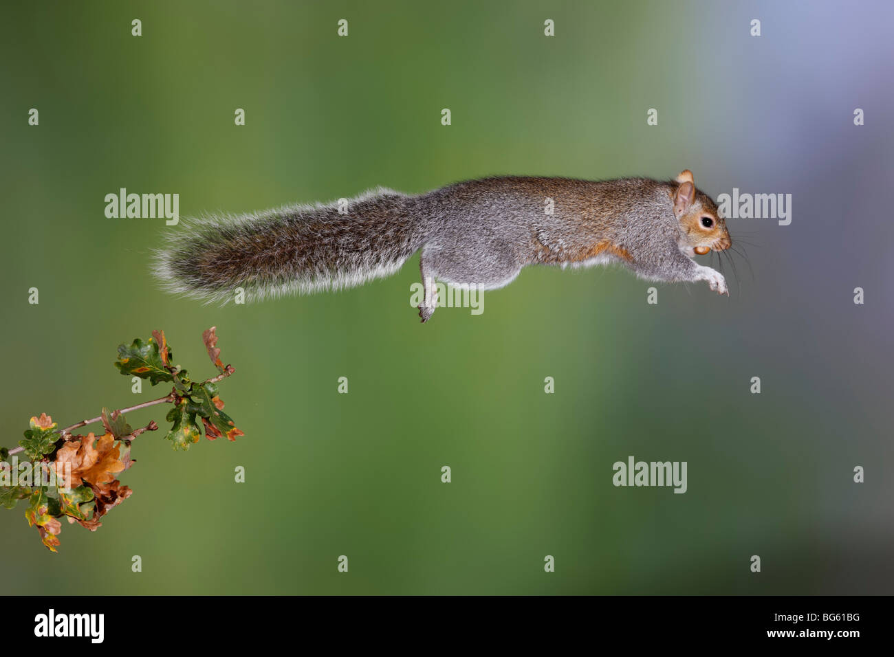 Sciurus carolinensis hi-res stock photography and images - Alamy