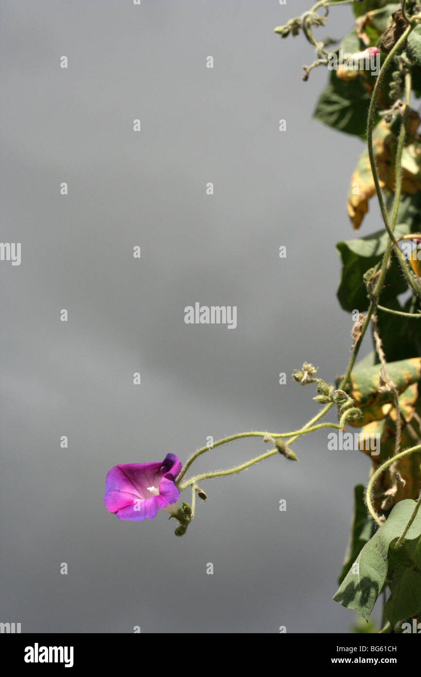 Colorful creeper hi-res stock photography and images - Alamy