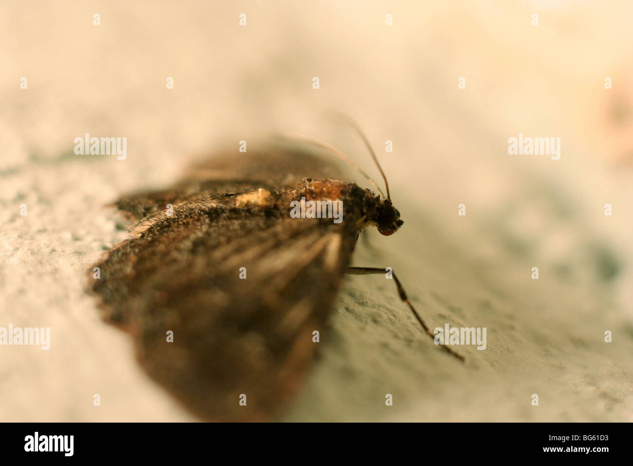 Moth leg hi-res stock photography and images - Alamy